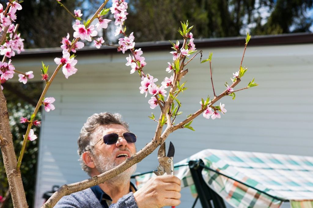 Pruning A Peach Tree: Learn How And When To Prune Back Peach Trees ...