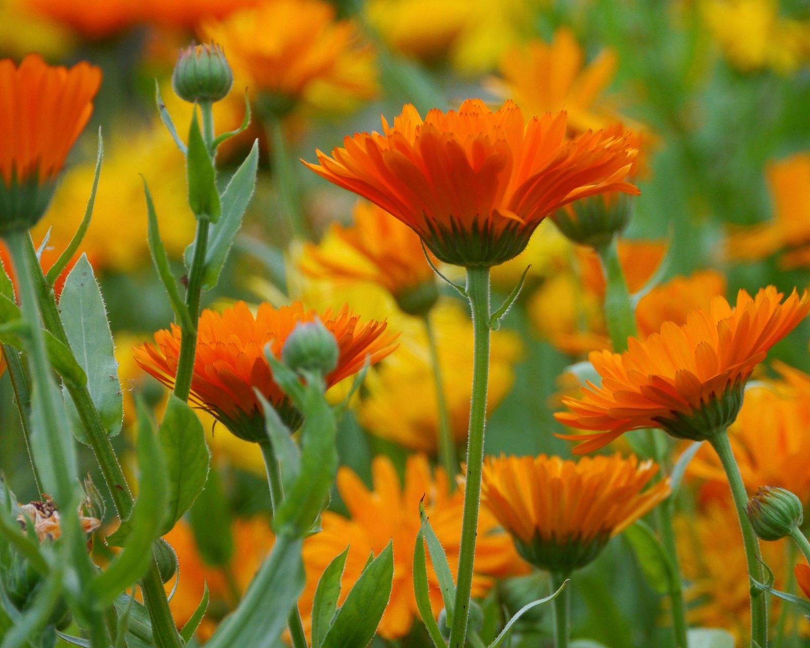 Best dye plants: 12 picks for making homemade natural dyes | Gardeningetc