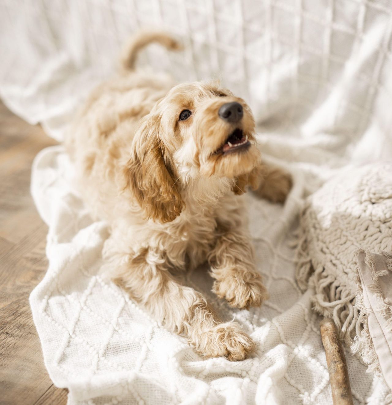 How to stop your dog from chasing and barking at cats, by expert ...