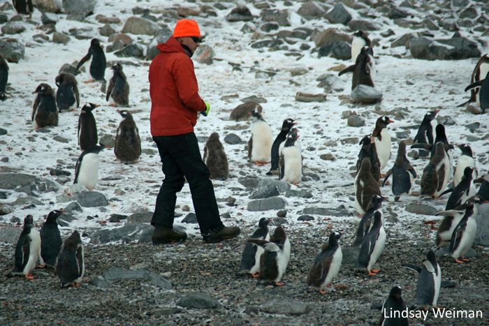 In Photos: The Amazing Penguins of Antarctica: Page 2 | Live Science
