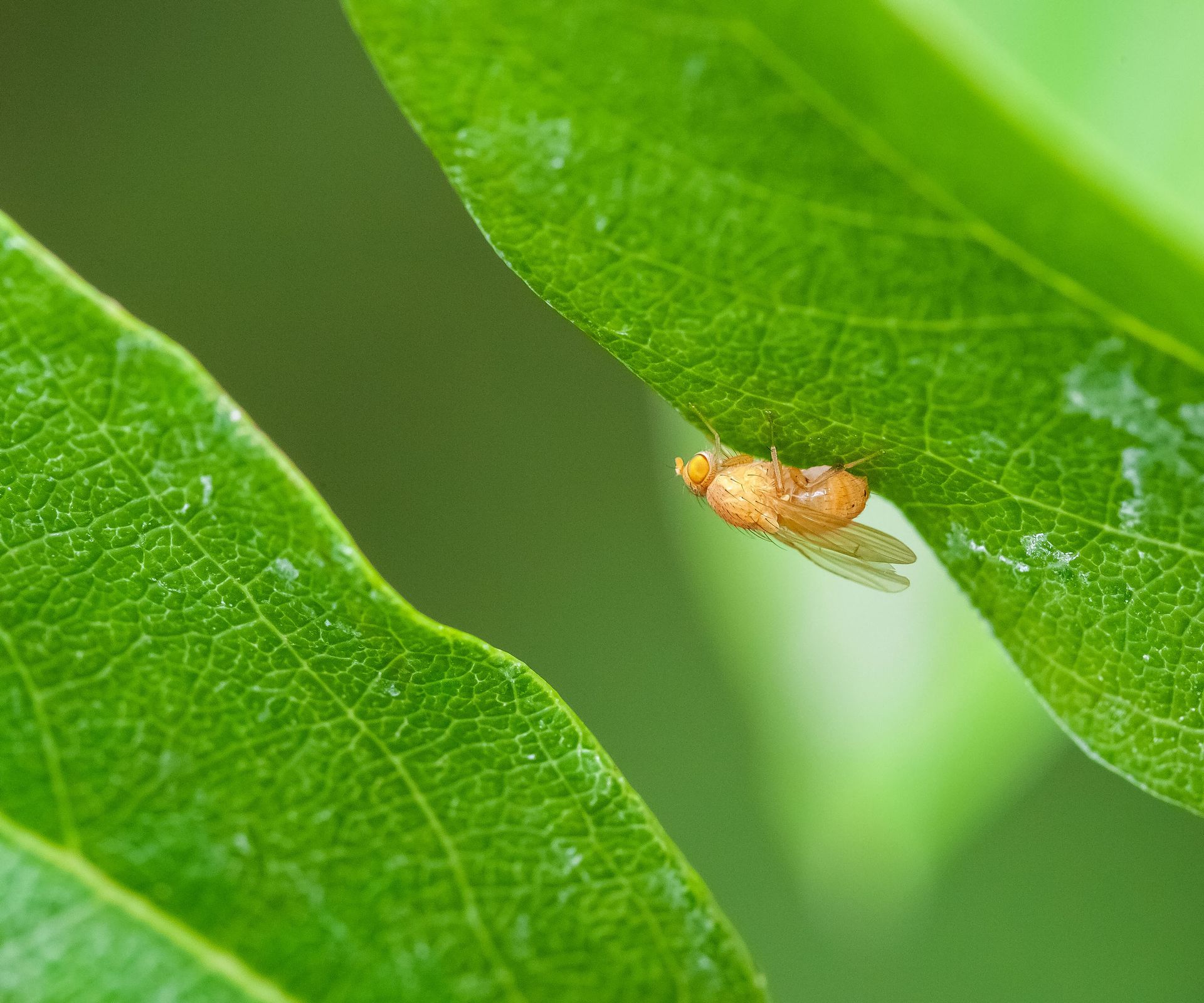 8 pests that can destroy plants and how to eradicate them | Homes and ...