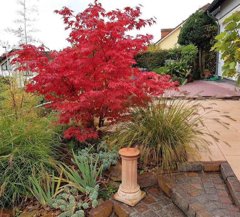 Japanese Maple Fertilizer Needs: When To Fertilize Japanese Maple Trees ...