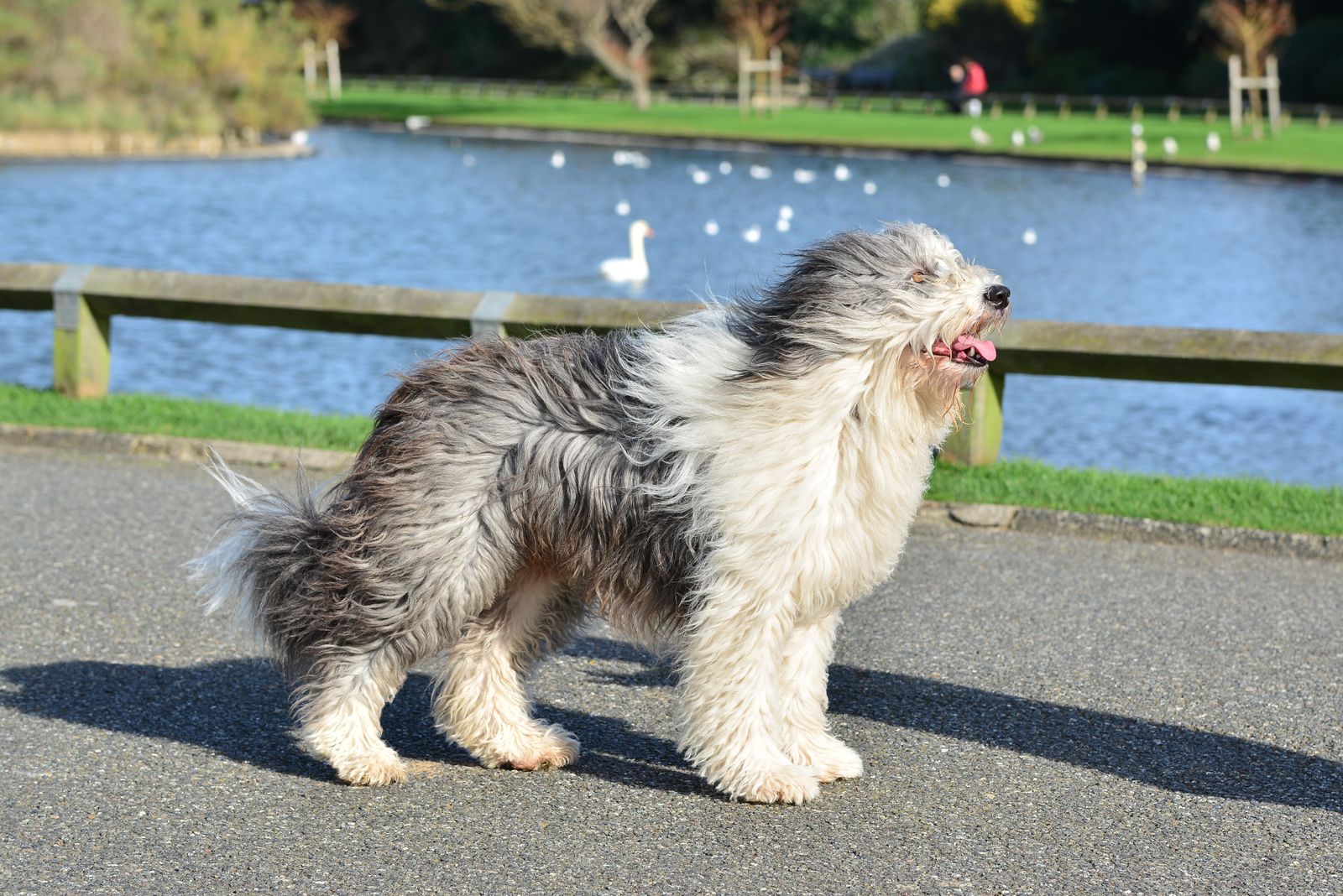 Cavalier King Charles spaniels: Handsome, good-natured and the ...