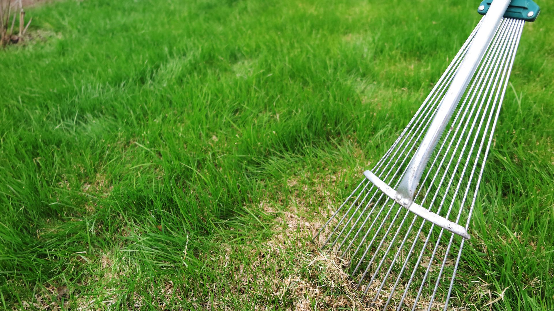 How to tell if your lawn needs dethatching — and how often you should ...