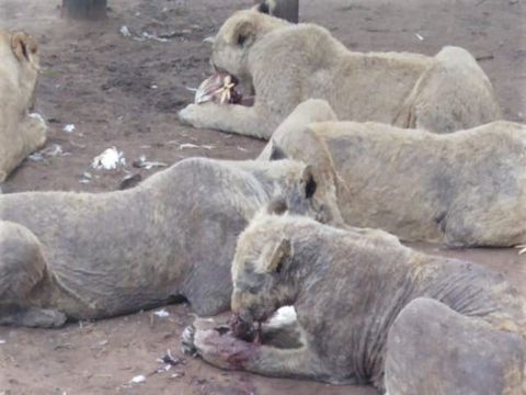 100-Plus Neglected Lions Found With Mange, Neurological Problems, on ...