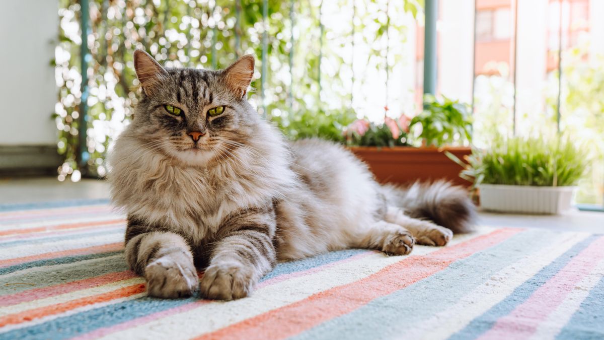 32 low energy cat breeds for owners who just want to chill | PetsRadar