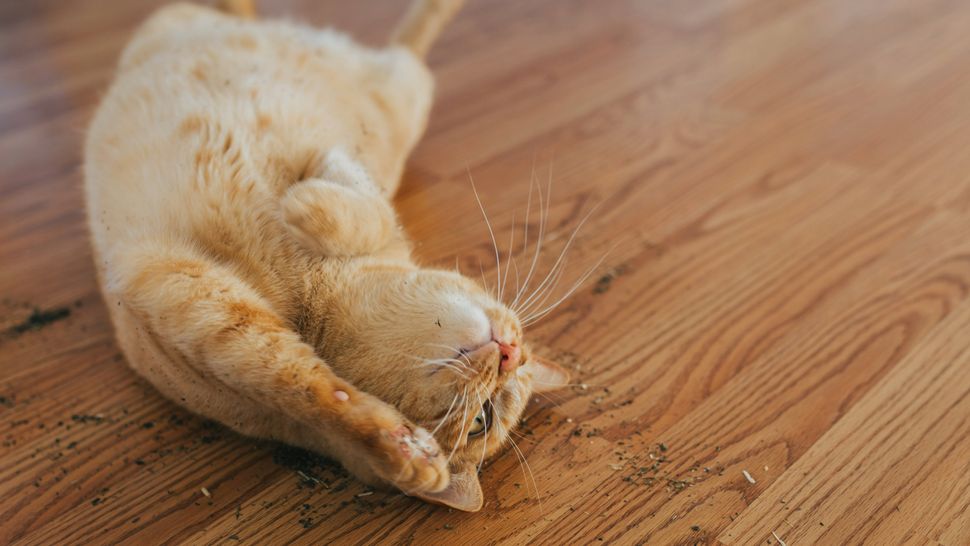 Does catnip get cats high? Our vet explains all | PetsRadar