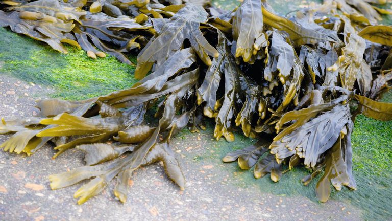 Why to use seaweed in the garden for happy, healthy plants | Homes and ...