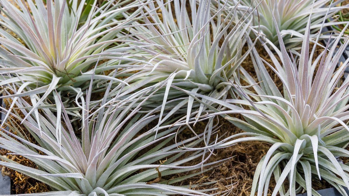 Types of air plants: 8 varieties and how to care for them | Homes and ...