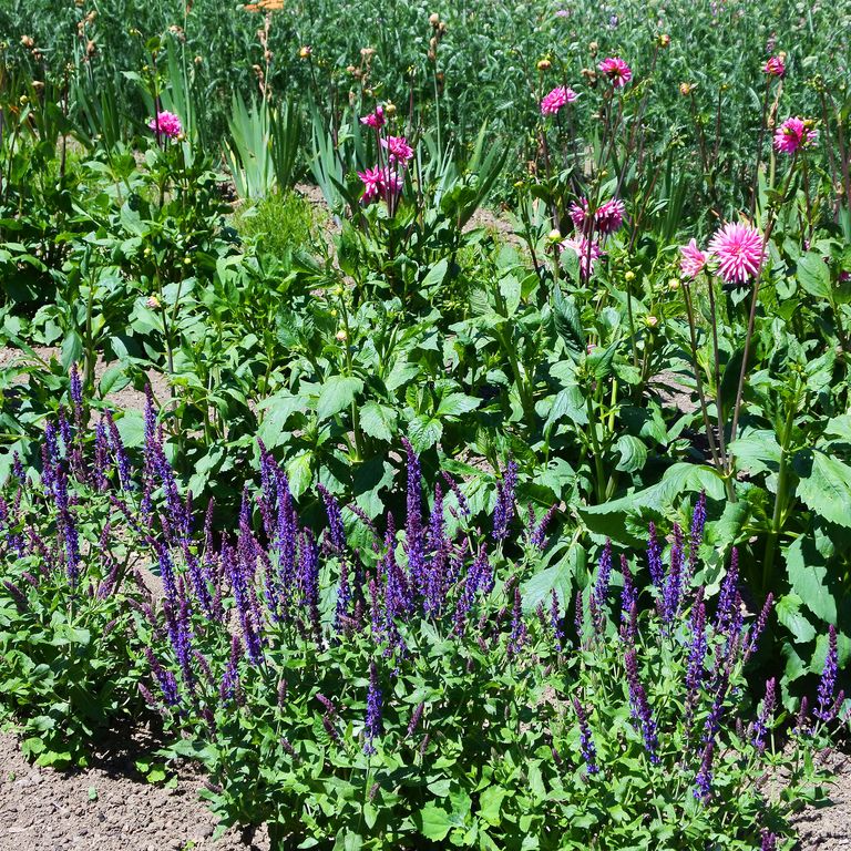 How to prune salvias - a step-by-step guide | Ideal Home