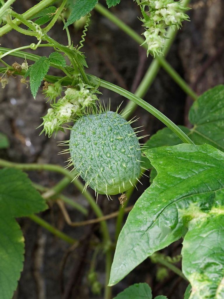 What Are Wild Cucumbers: Wild Cucumber Facts And Management | Gardening ...