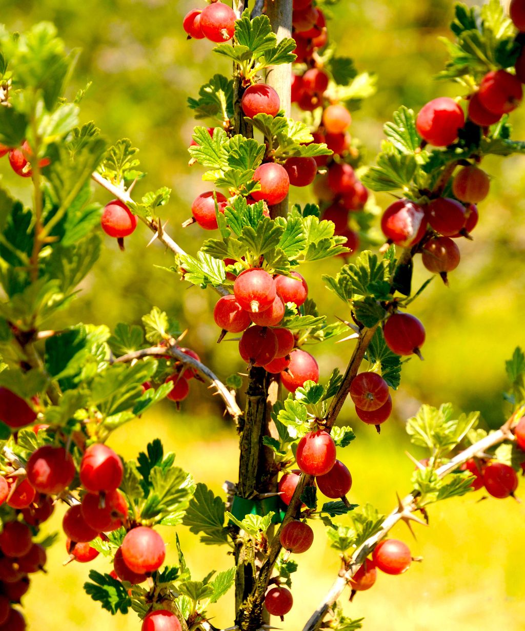 6 gooseberry growing mistakes with expert tips for success | Homes and ...