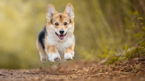 32 of the best outdoor dogs | PetsRadar