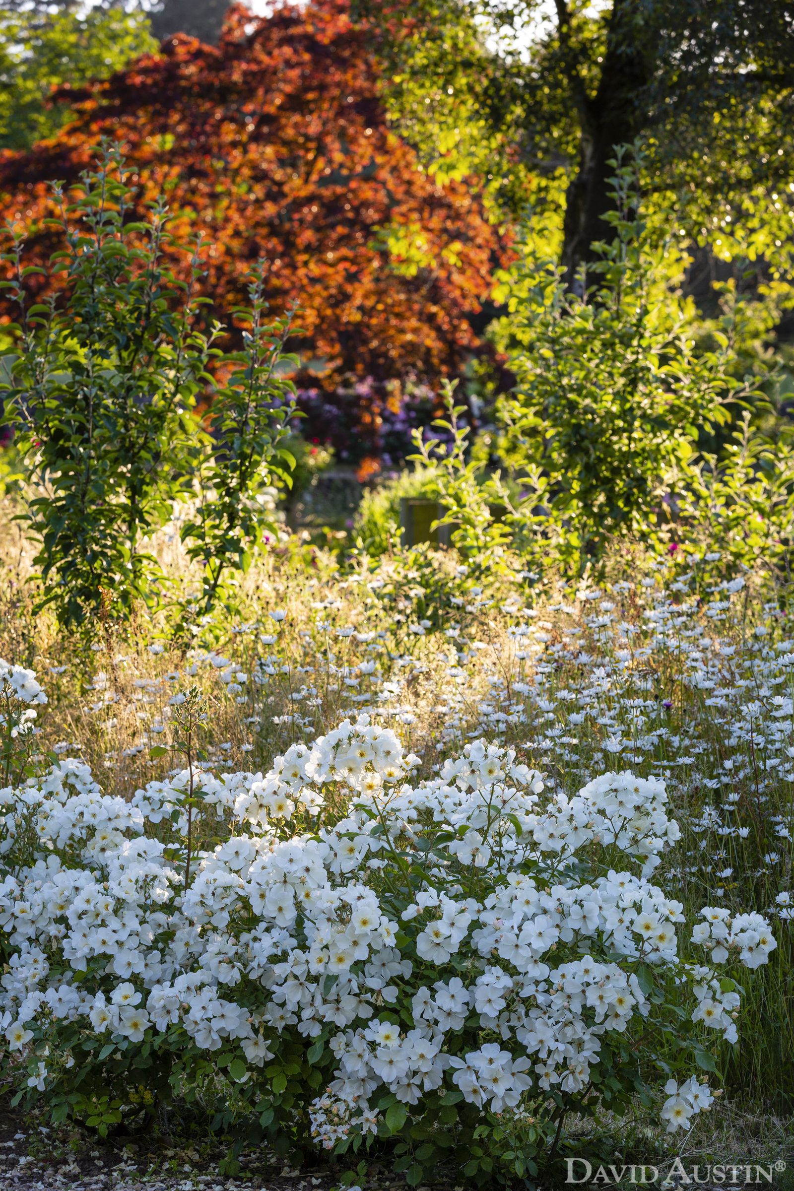 5 colour ideas for your garden planting scheme – which one will you ...