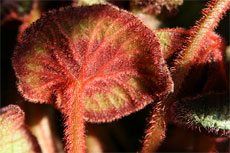 Finding Begonia Classification Through The Begonia Leaves | Gardening ...