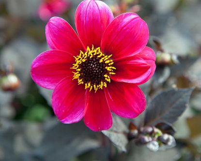 Pink flowers: 16 pretty perennials | Gardeningetc
