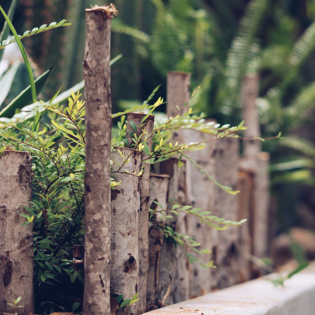 What is a dead hedge? An expert guide to a garden must-have | Ideal Home