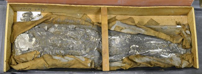In Photos: Ancient 'Noah' Skeleton Discovered in Iraq | Live Science