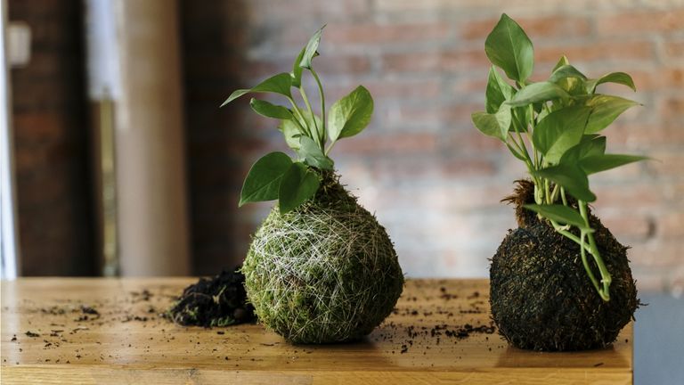 How to make kokedama in 3 simple steps | Homes and Gardens