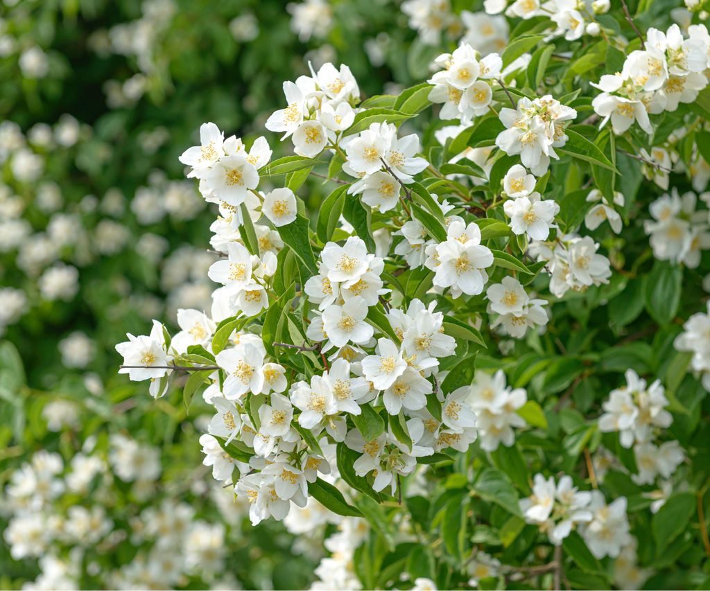 Mock orange varieties: 12 stunning types of philadelphus | Homes and ...