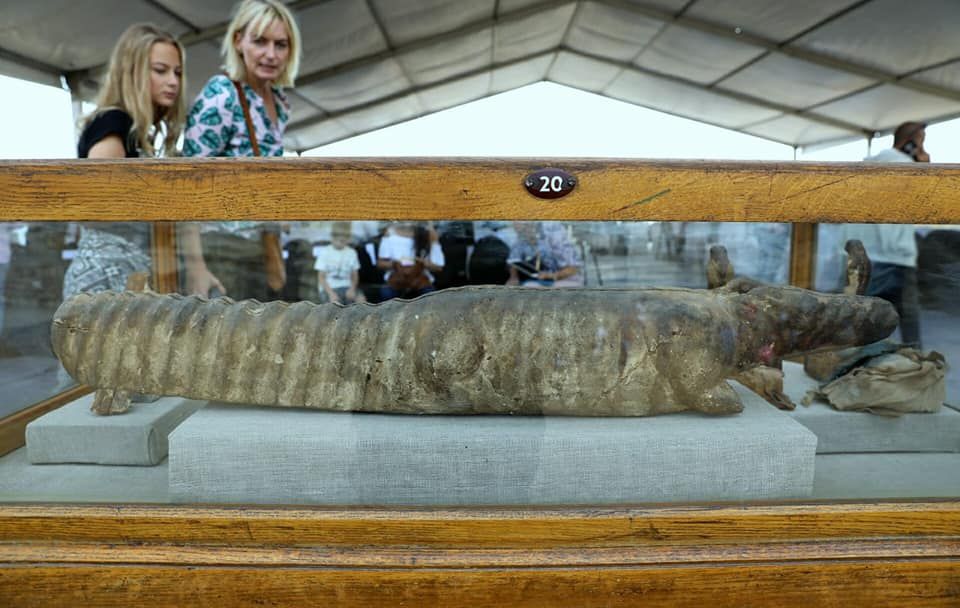 Purrfect Photos: Cat Mummies and Wooden Cat Statues Discovered at ...