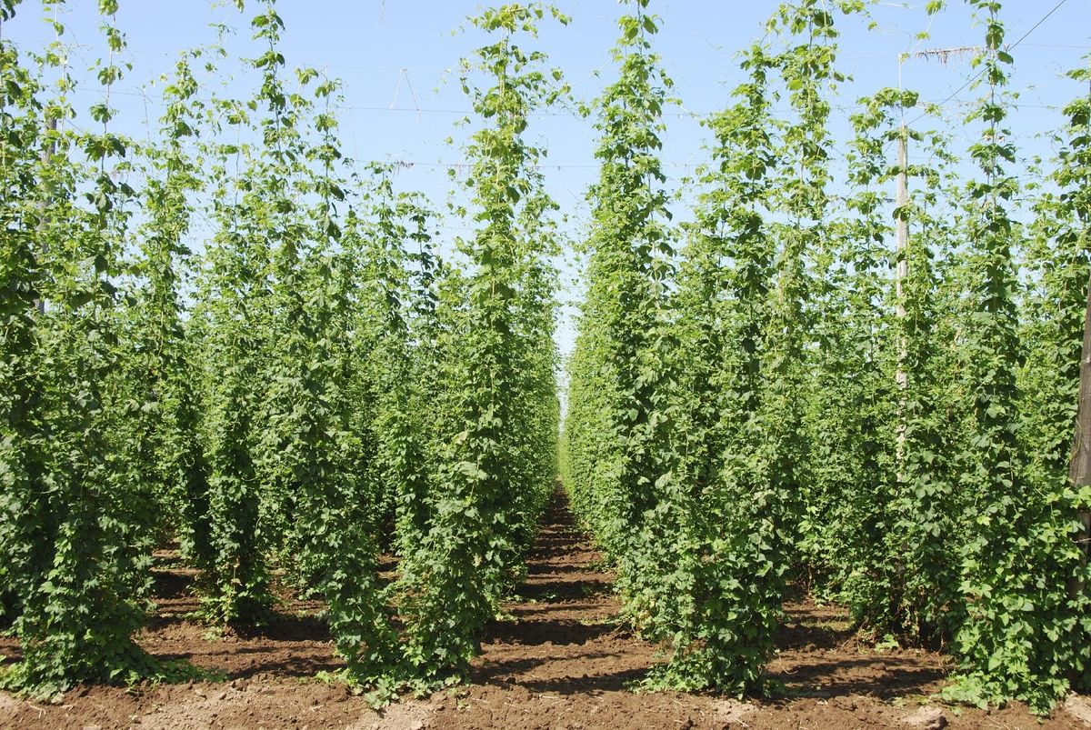 Hops Plant Spacing: What Are The Spacing Requirements For Hops ...
