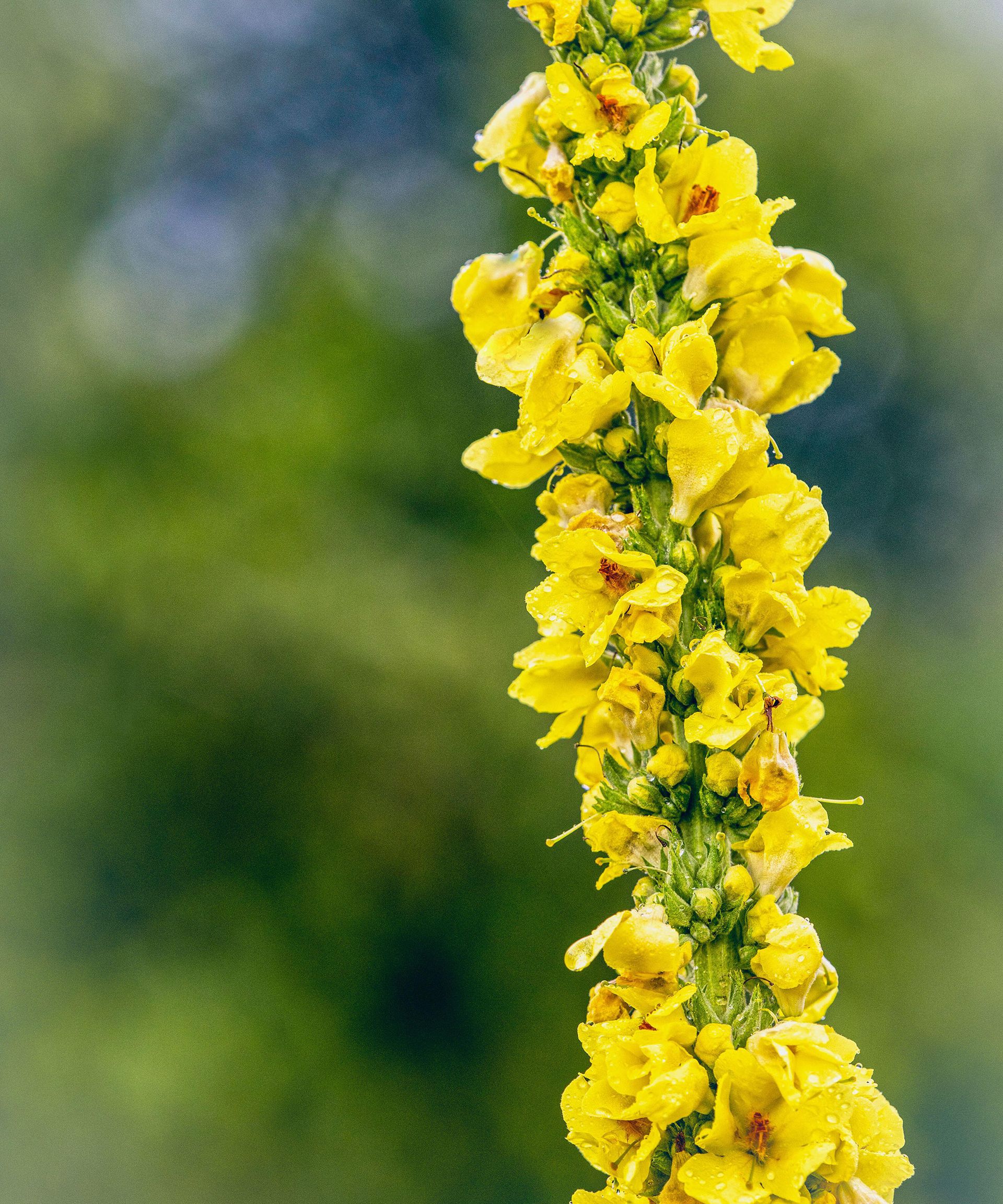 Verbascum varieties: 16 options for bright summer spires | Gardeningetc