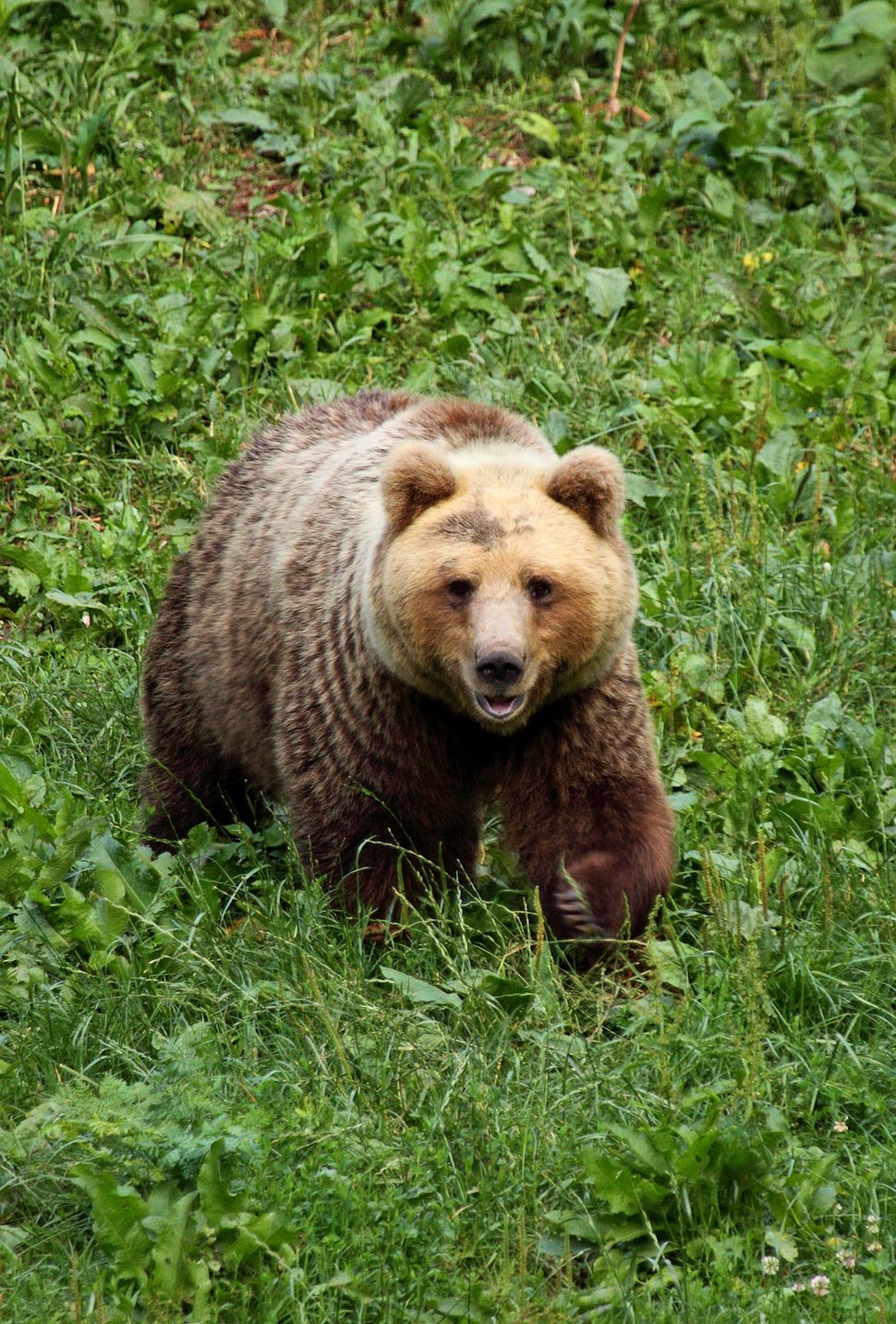 Images: Carnivores of Europe | Live Science