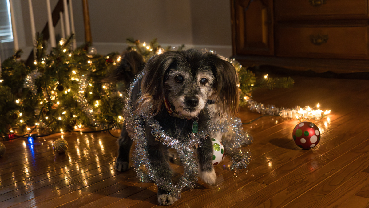 Can you have a Christmas tree with a dog? We asked an expert | PetsRadar