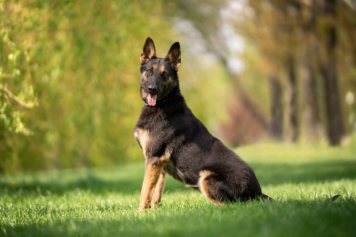 18 banned dogs affected by breed-specific legislation | PetsRadar