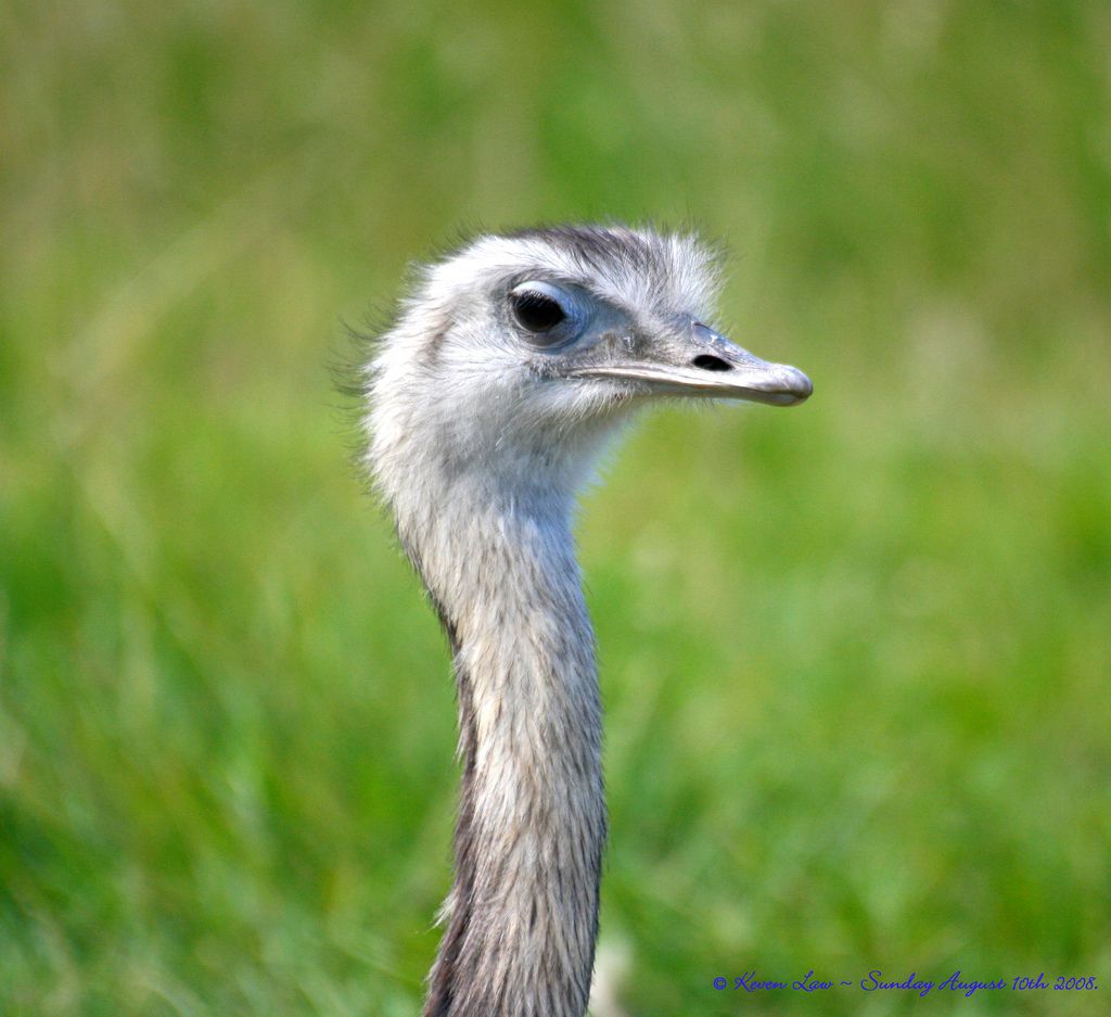 The Animal Kingdom's Most Devoted Dads | Live Science