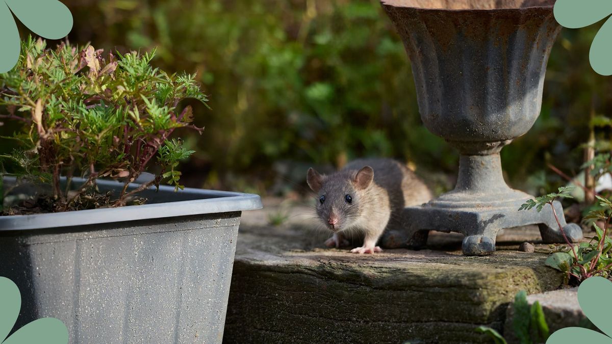 How to keep rats out of your garden: 5 Pest control tips | Woman & Home