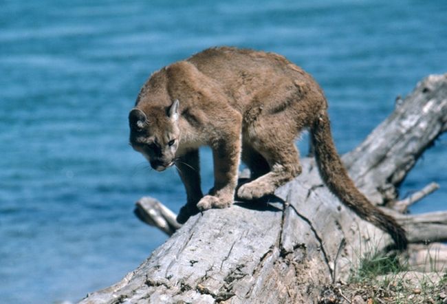 In Photos: Elusive Mountain Lions Come Out of Hiding | Live Science