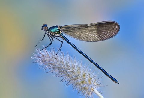 Dragonfly Shows Human-Like Power of Concentration | Live Science