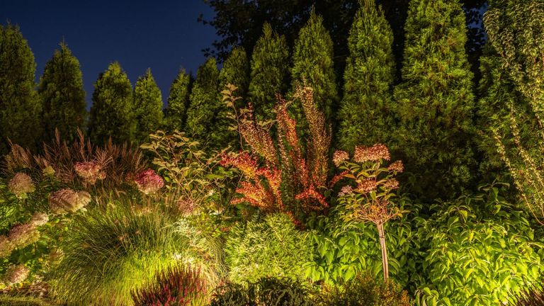 How to uplight a tree – expert methods | Homes and Gardens