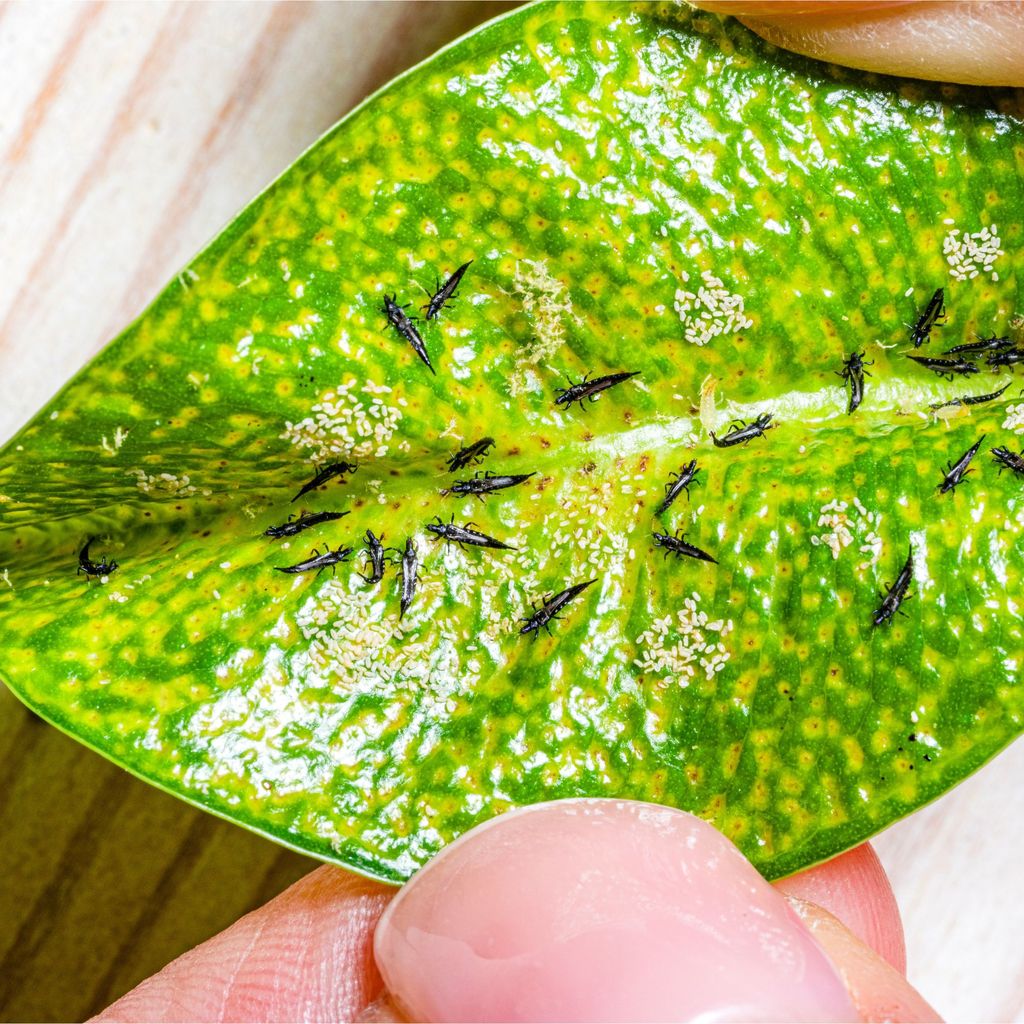 5 simple ways to get rid of thrips in the house and garden | Ideal Home