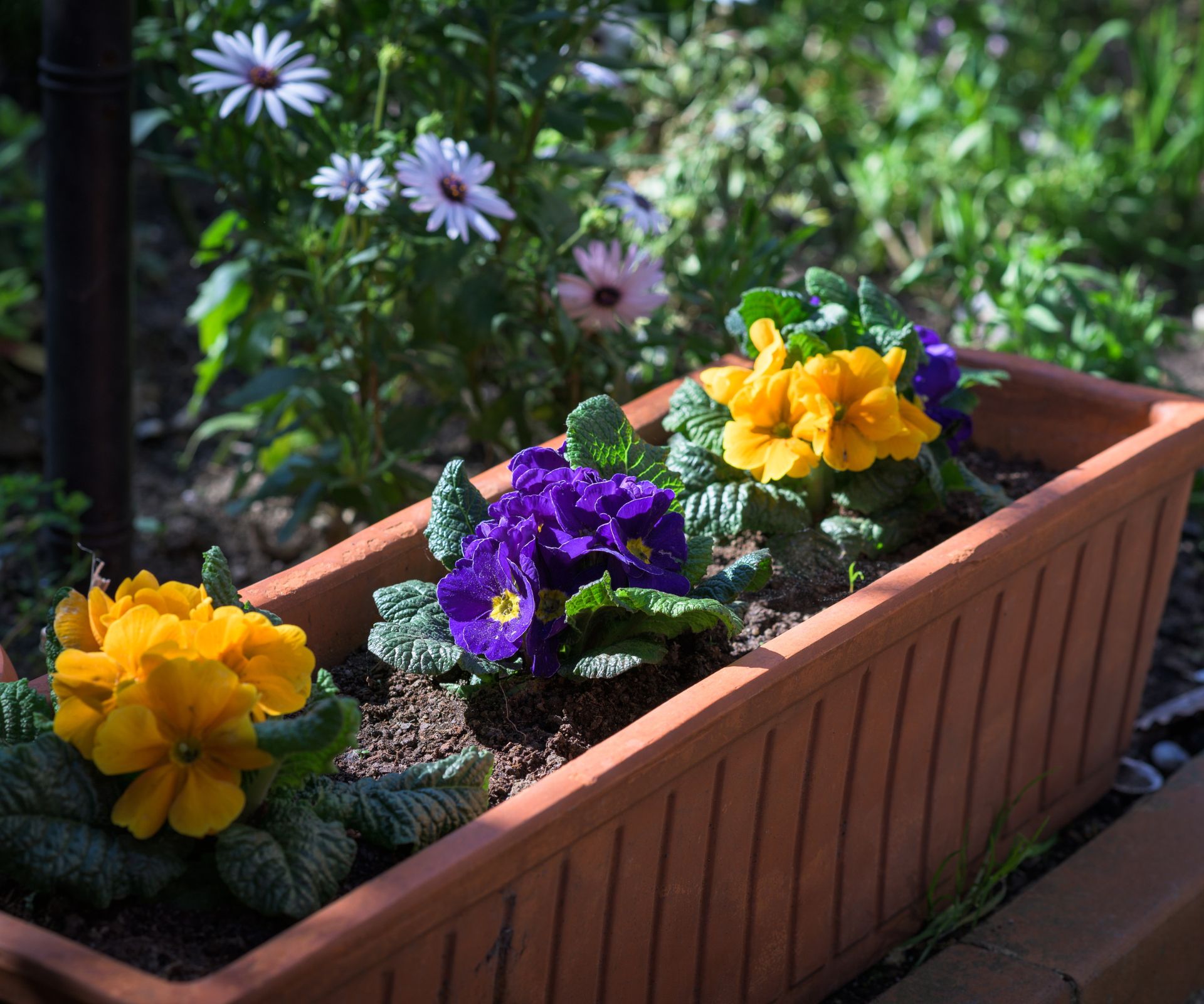 Primroses care and growing guide: Expert tips | Homes and Gardens