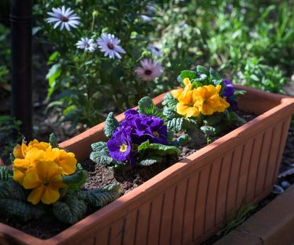 Primroses care and growing guide: Expert tips | Homes and Gardens