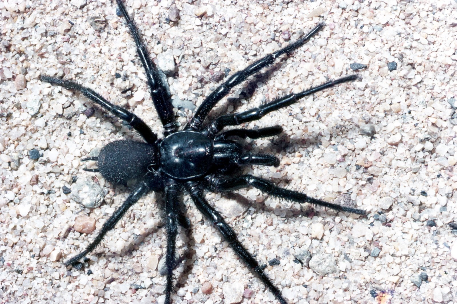  Big Boy Spider Becomes Australia s Largest Deadly Funnel web After