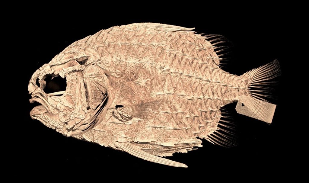 Armored 'Pinecone' Fish's Insides Revealed in Spooky Scan | Live Science