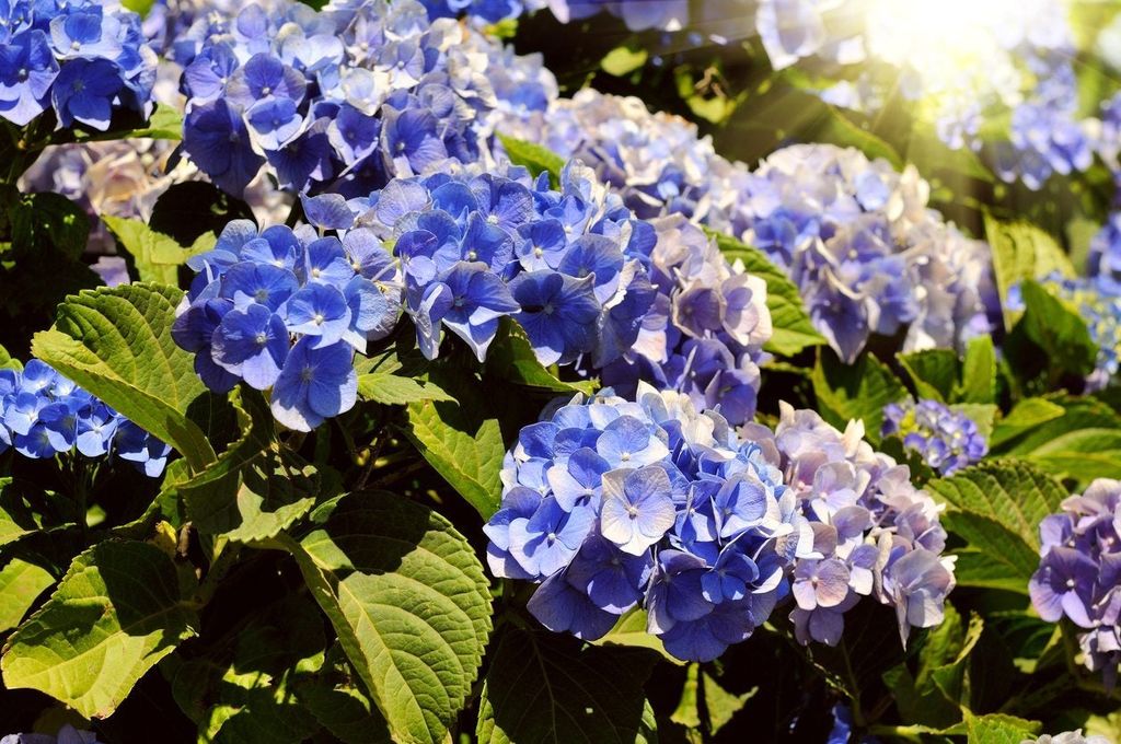 Zone 8 Shrub Varieties - Growing Bushes In Zone 8 Gardens | Gardening ...