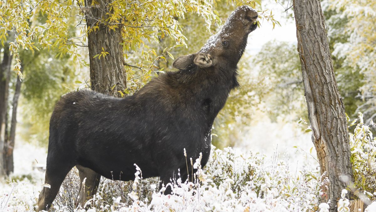 Stop – don't feed that moose, however sweet it looks | Advnture