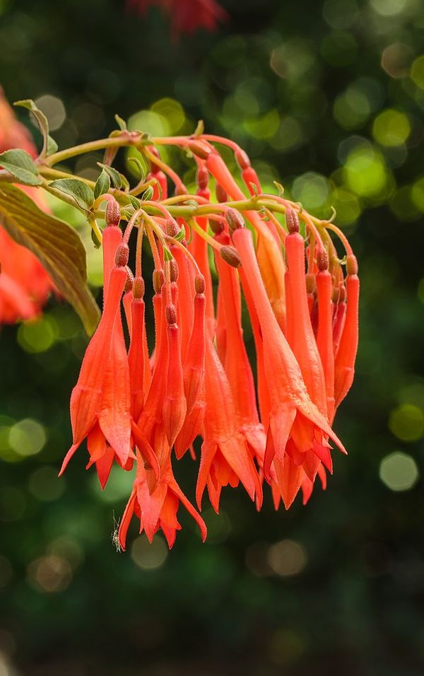 Tips & Information about Fuchsia | Gardening Know How