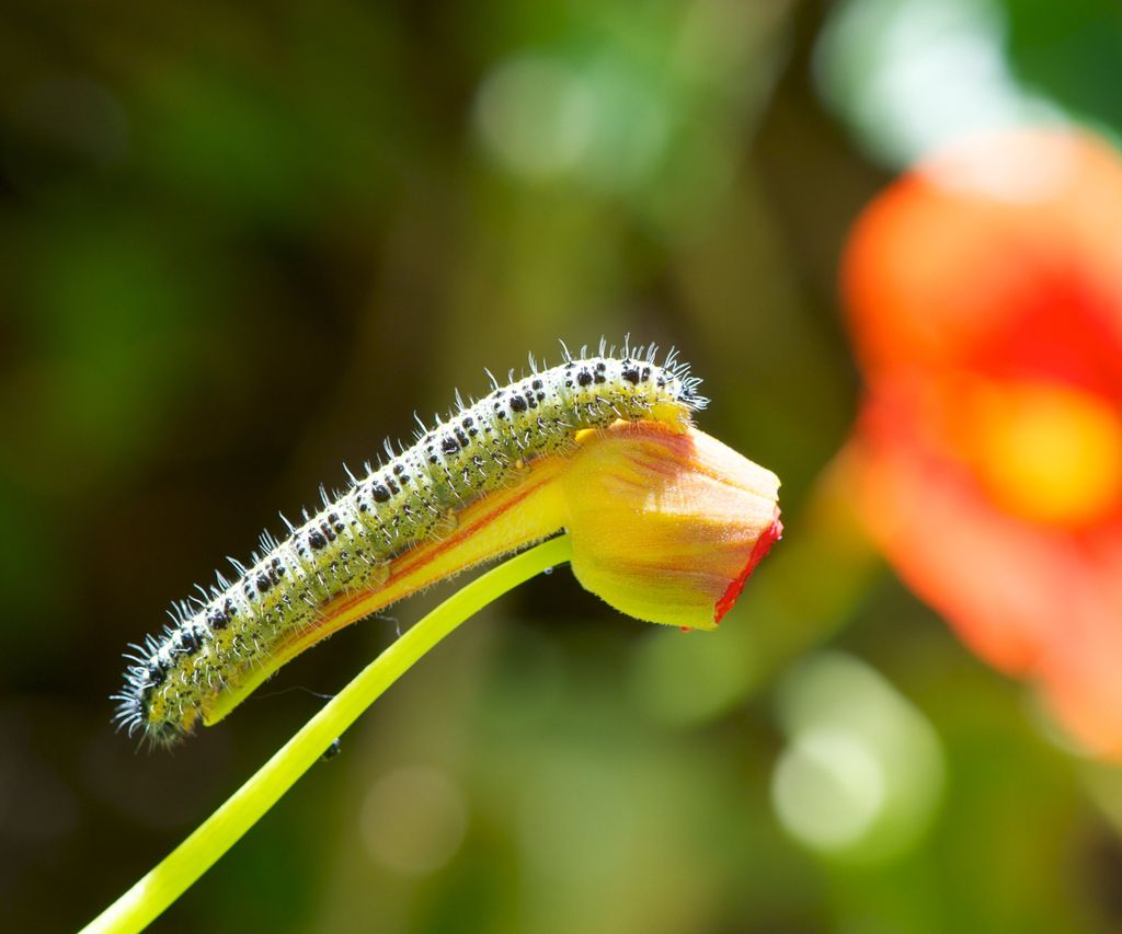 Identify These 8 Bugs That Eat Flowers, And Get Rid Of Them ...