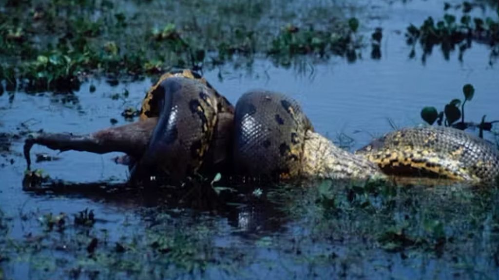 How we found the northern green anaconda, a new species of the heaviest ...