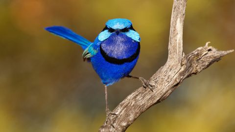 32 of the most colorful birds on Earth | Live Science