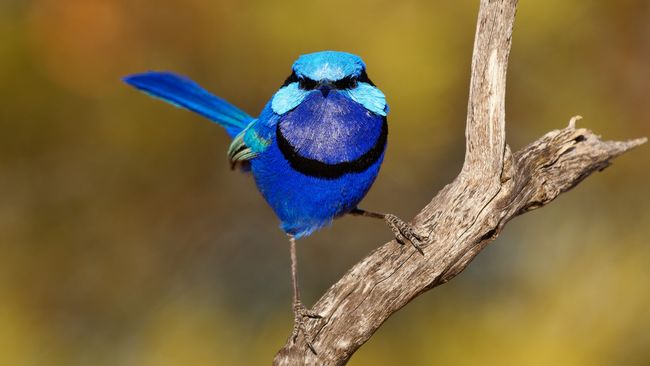 32 of the most colorful birds on Earth | Live Science
