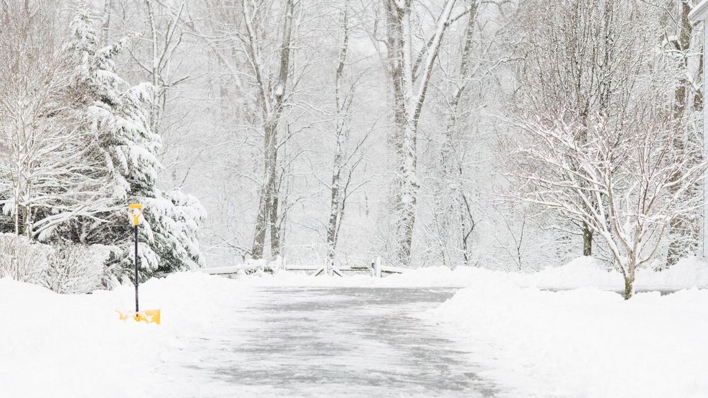 What Are Exploding Trees, and Should You Be Concerned | Homes and Gardens