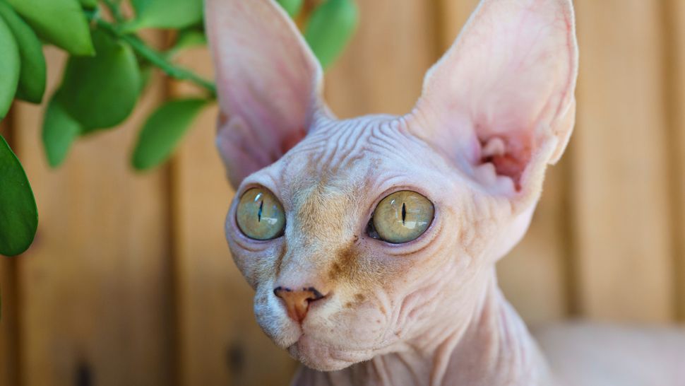 32 types of rare cat breeds | PetsRadar