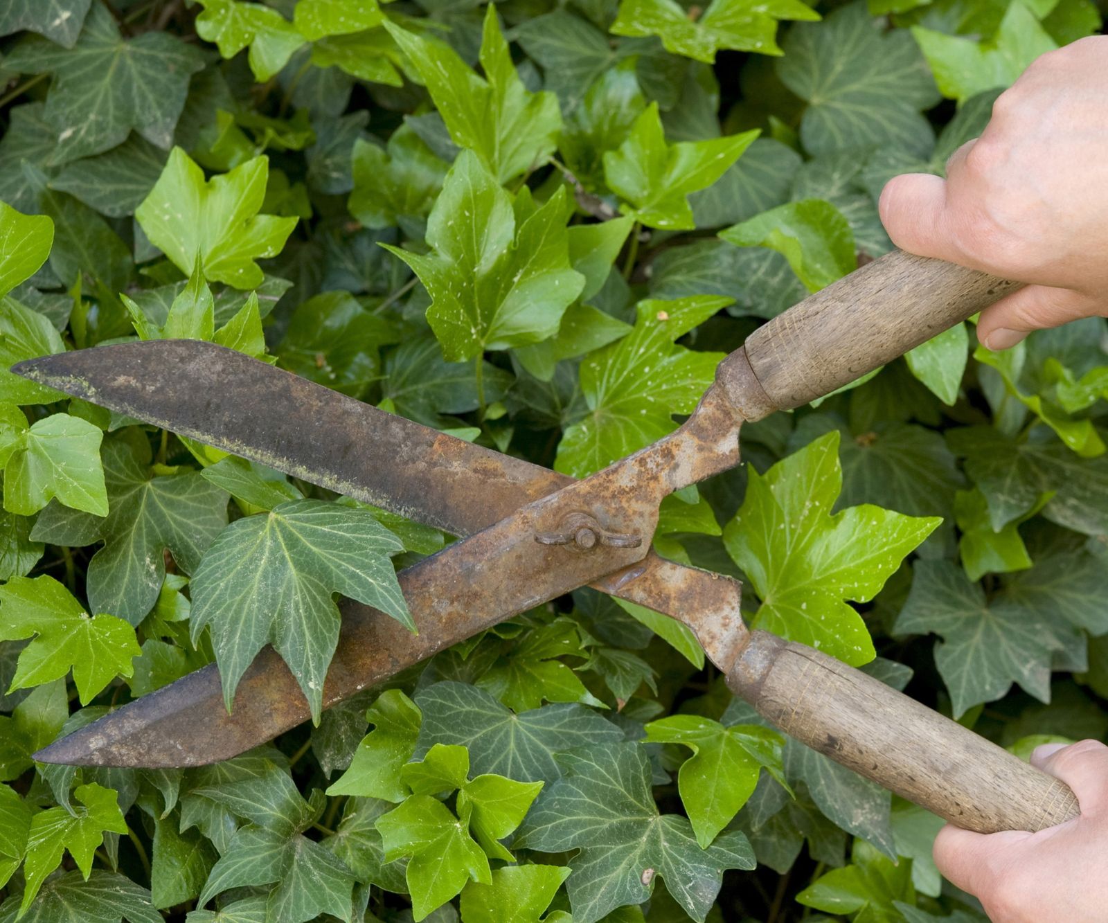 How to prune ivy: expert advice on maintaining ivy | Homes and Gardens